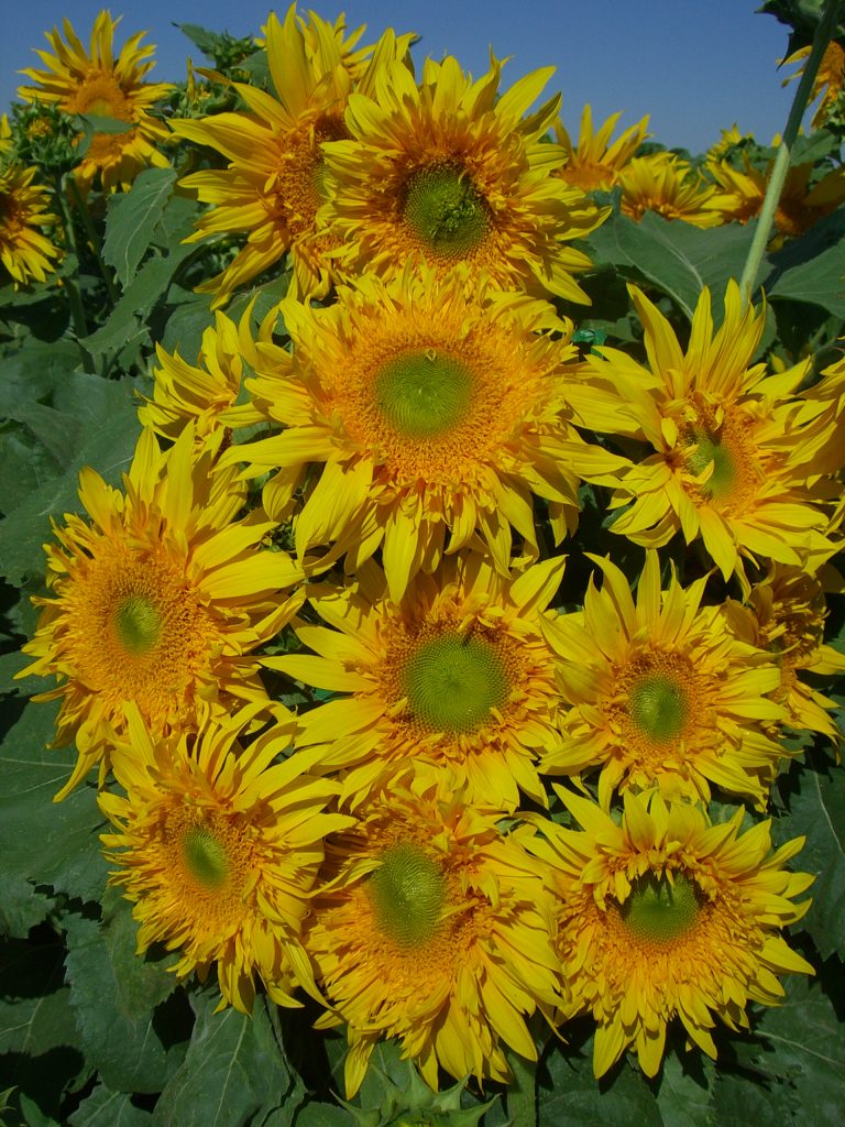 Starburst™Greenburst - Now Available! Sunflowers - SunflowerSelections.com