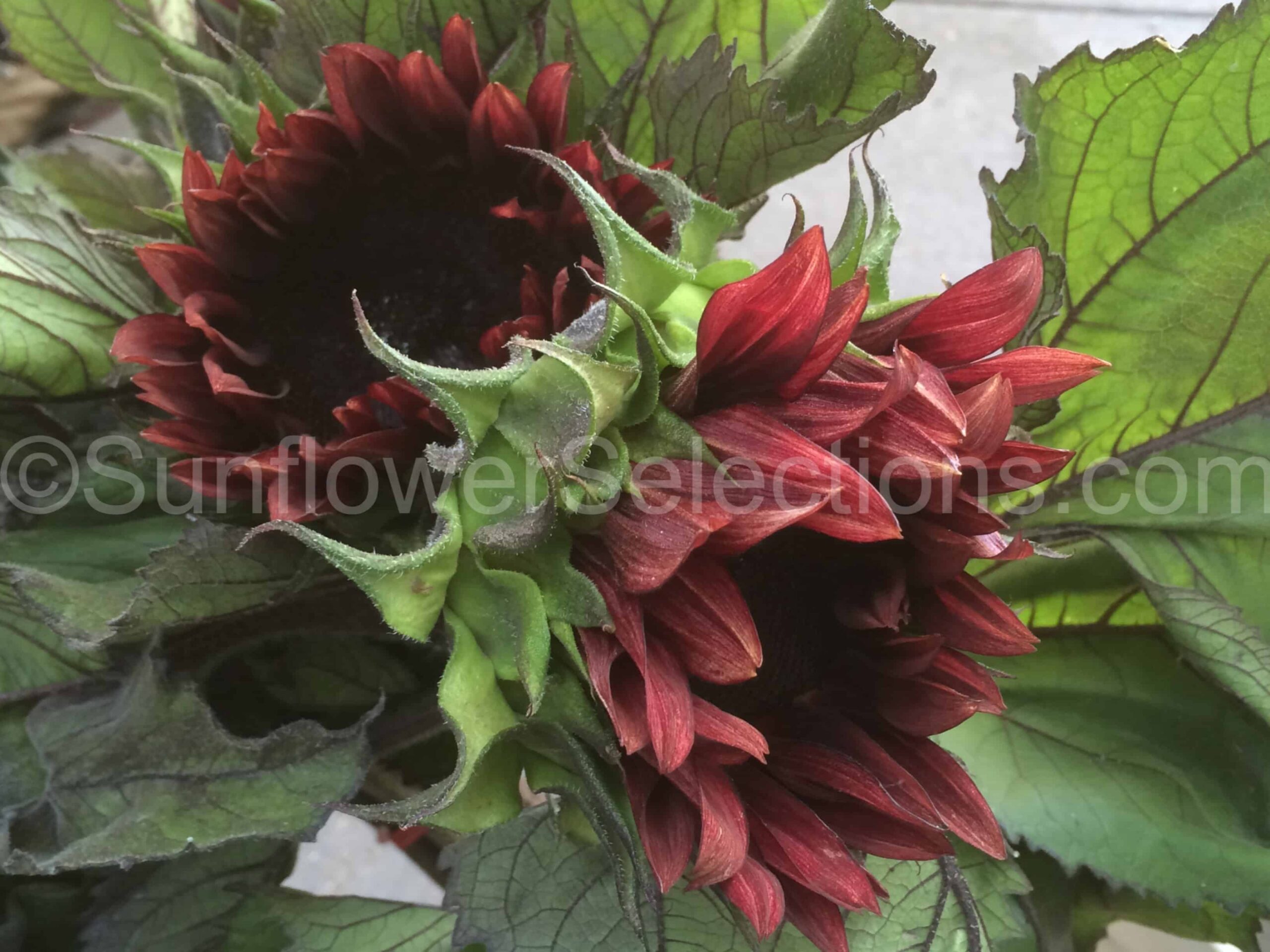 ProCut® Red - Now Available Sunflowers - SunflowerSelections.com
