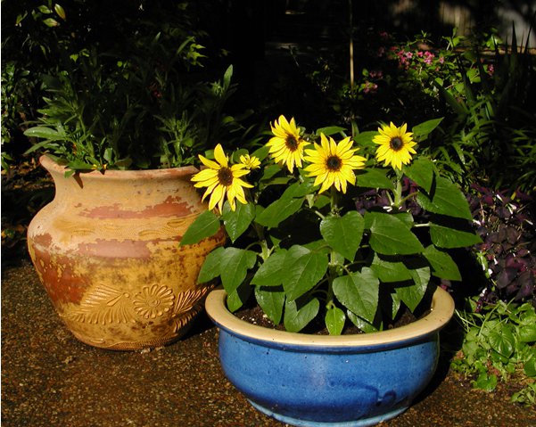 Junior - SunflowerSelections.com