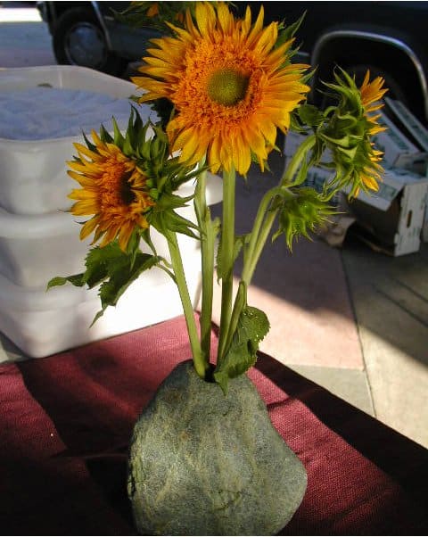 Golden Cheer - SunflowerSelections.com