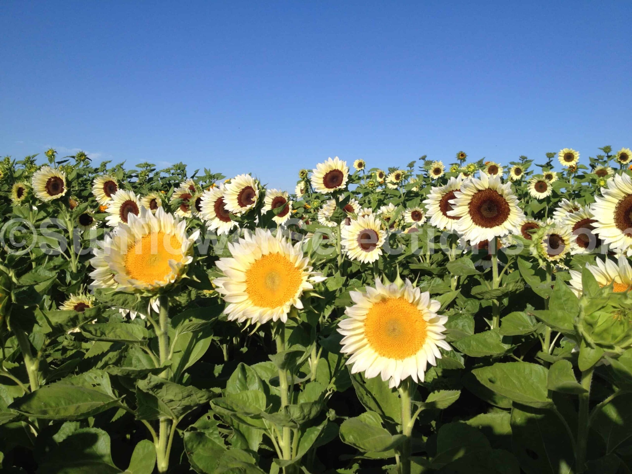 ProCut® White Lite Sunflowers - SunflowerSelections.com