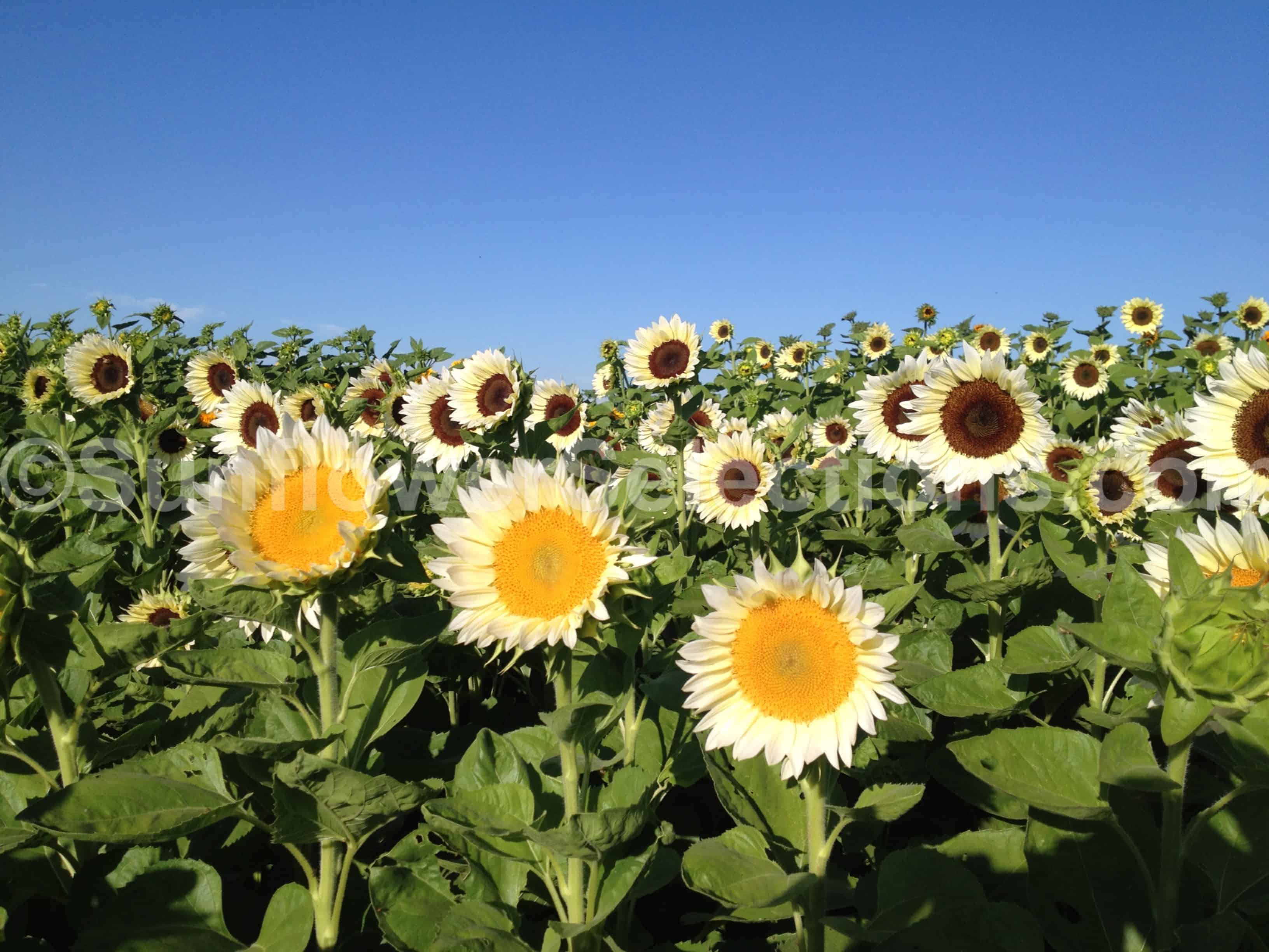 Grow Sunflowers - ProCut, garden ornamentals - Sunflowerselections.com