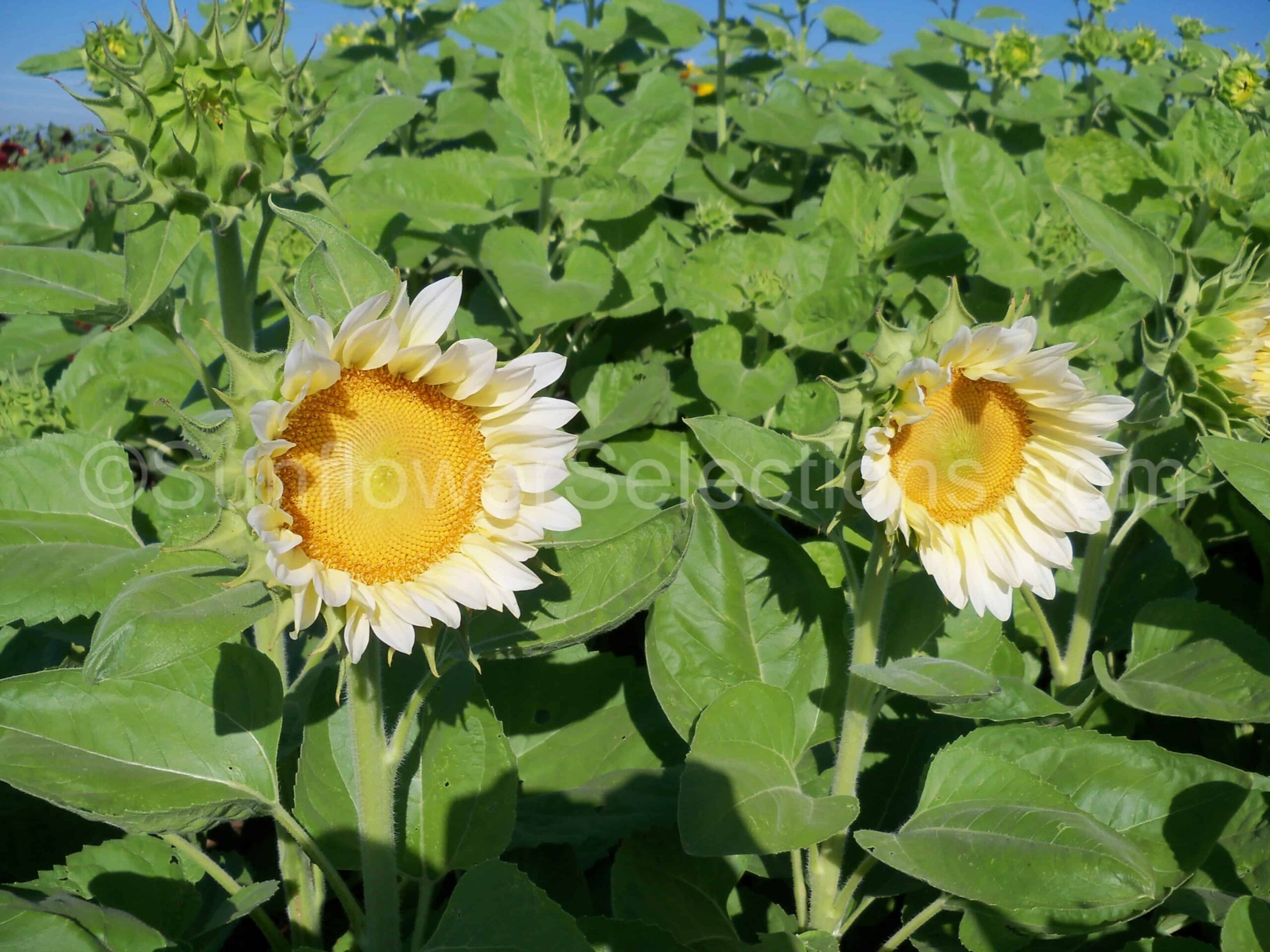 ProCut® White Lite Sunflowers - SunflowerSelections.com