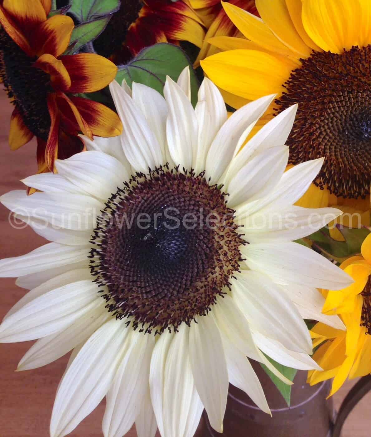 ProCut® White Nite Sunflowers - SunflowerSelections.com
