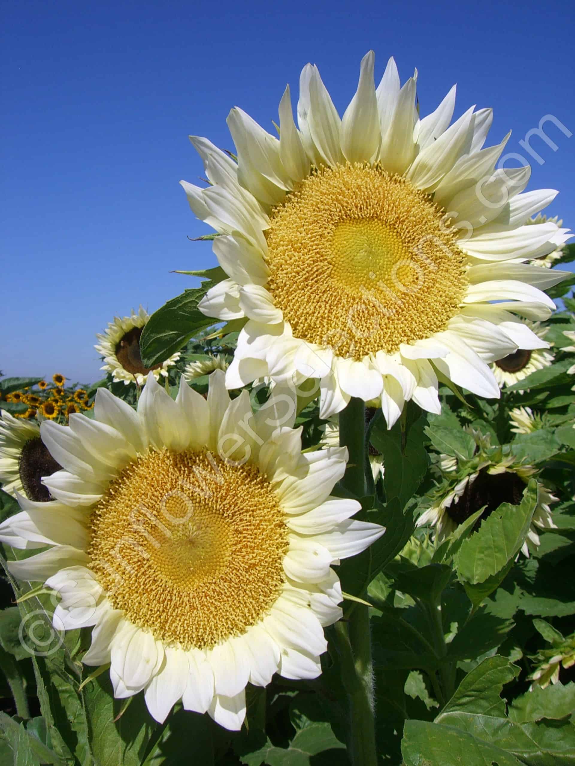 ProCut® White Lite Sunflowers - SunflowerSelections.com