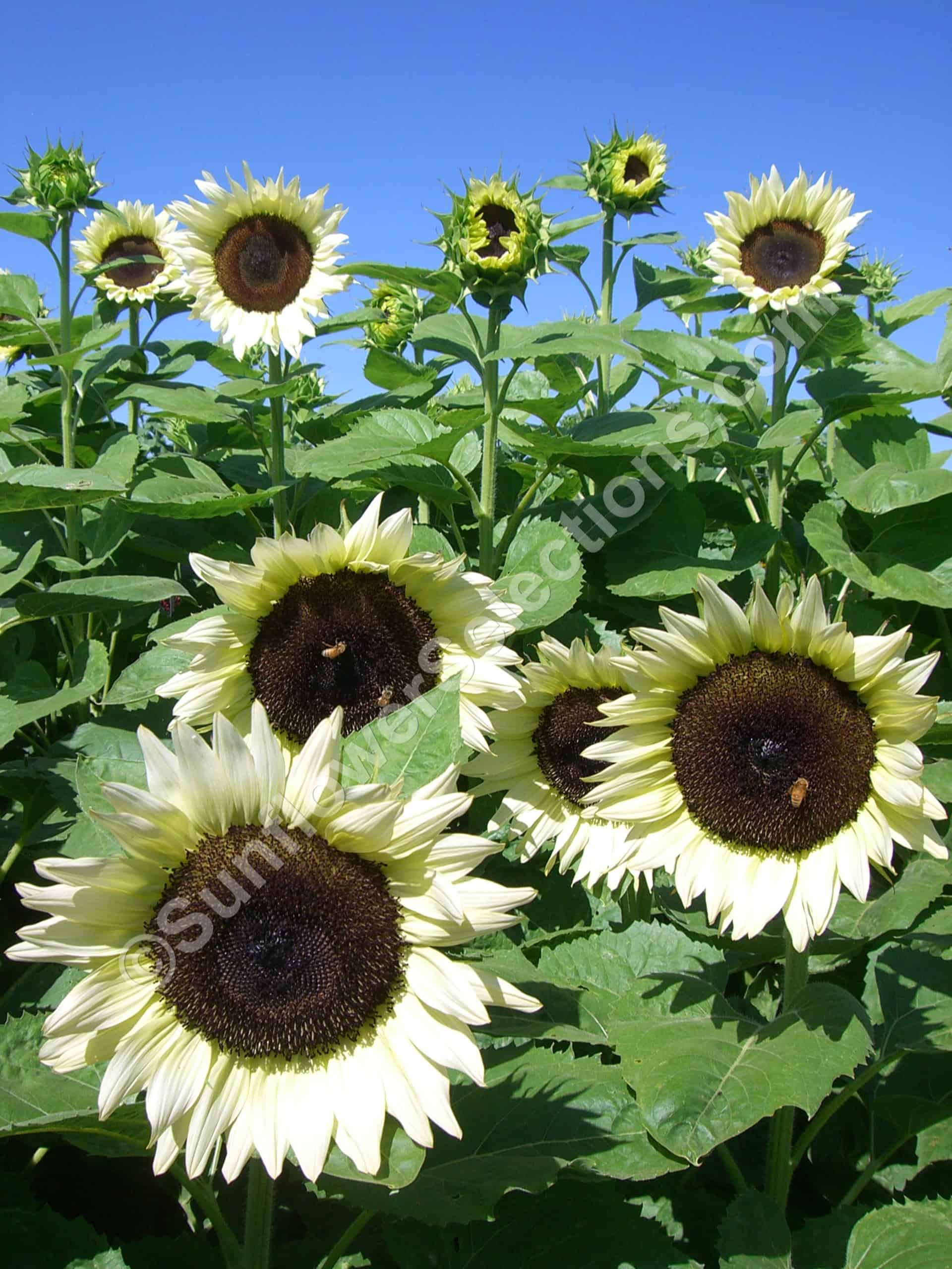 ProCut® White Nite Sunflowers - SunflowerSelections.com