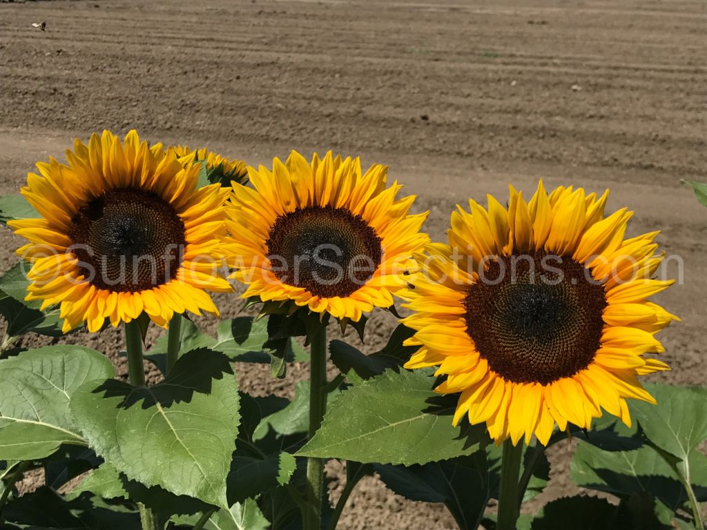 ProCut Orange Excel - SunflowerSelections.com