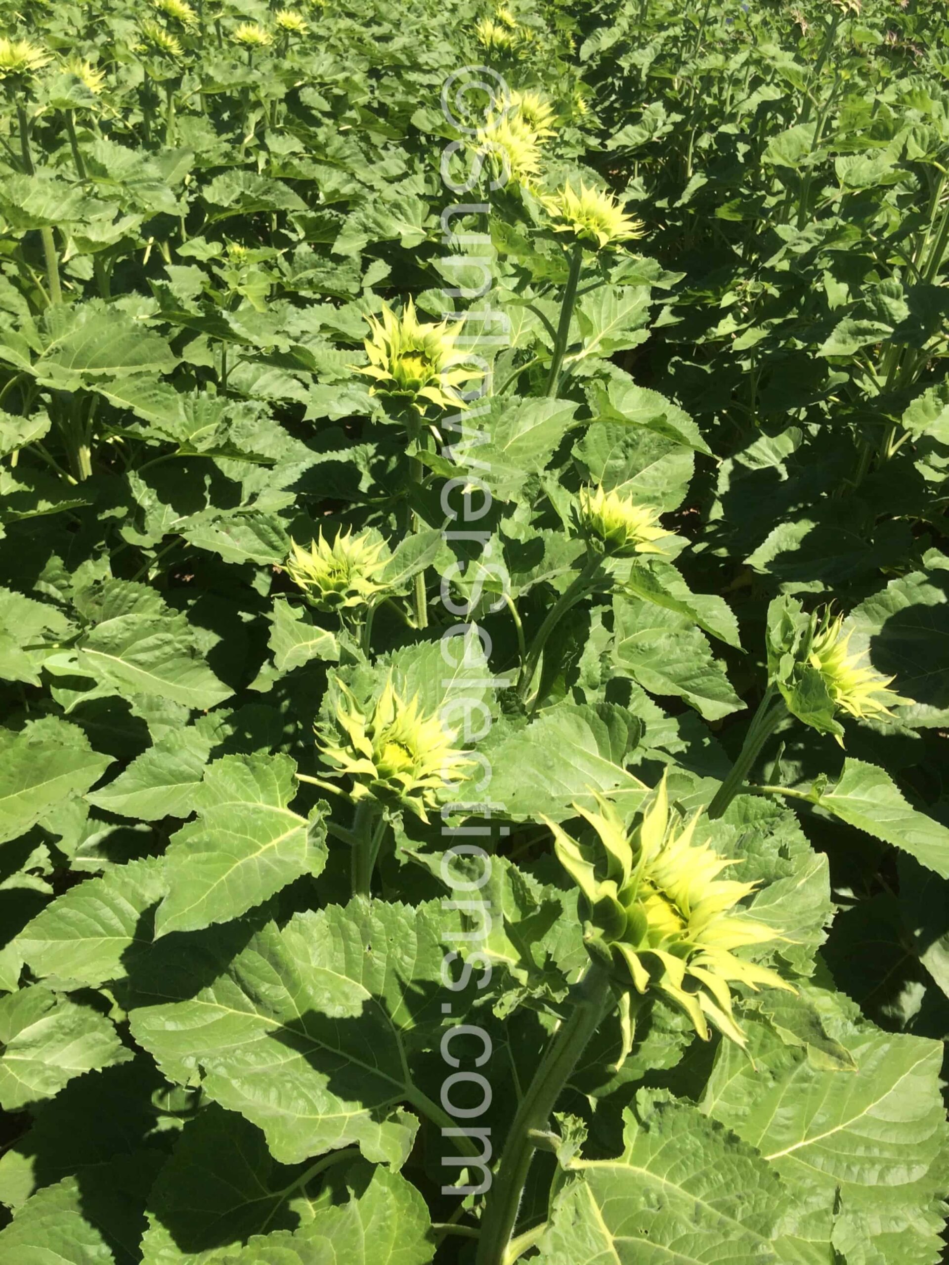 SunFill® Green - A Bouquet Green Filler Sunflowers ...