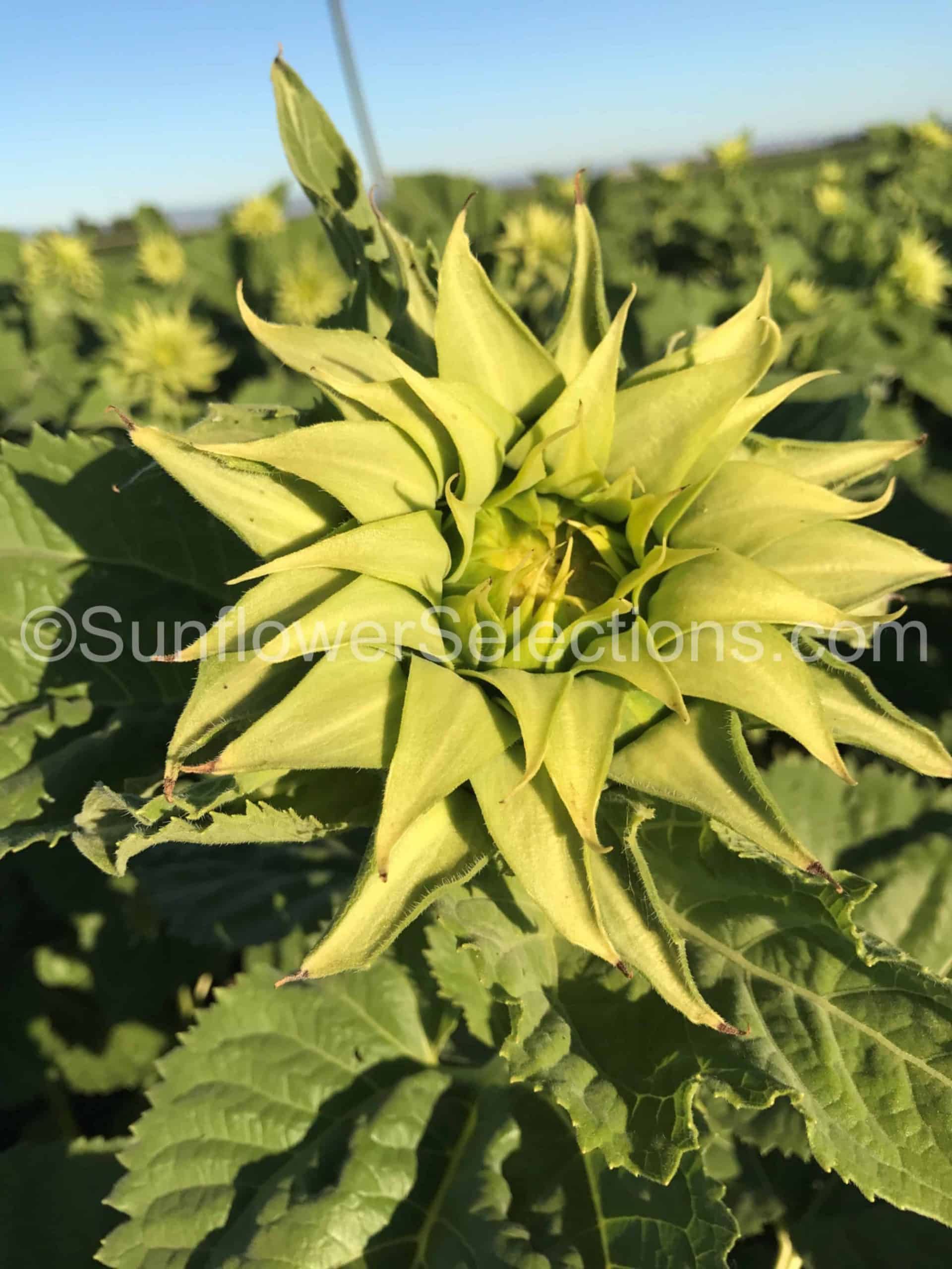 SunFill® Green - A Bouquet Green Filler Sunflowers ...