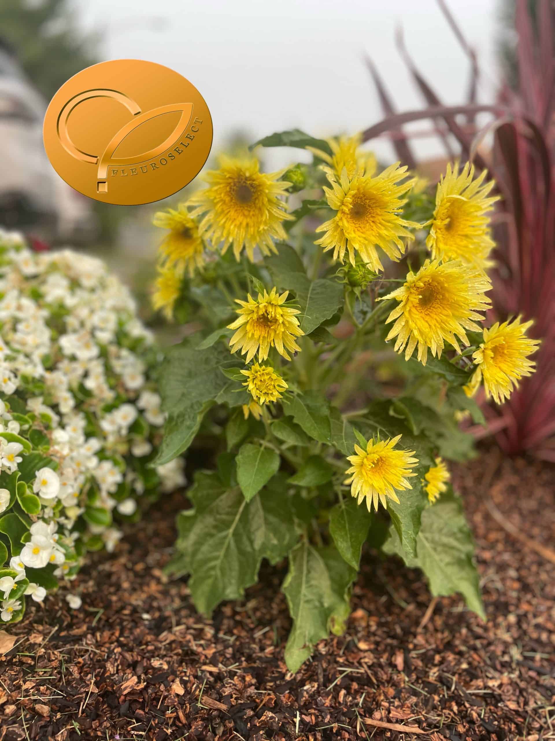 Lemon Cutie™ - Fleuroselect Gold Medal Winner Sunflowers ...